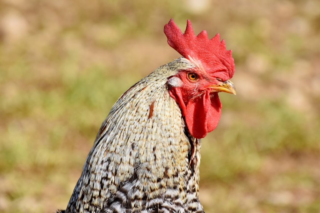 » Raising Chickens for Dummies: Getting Started